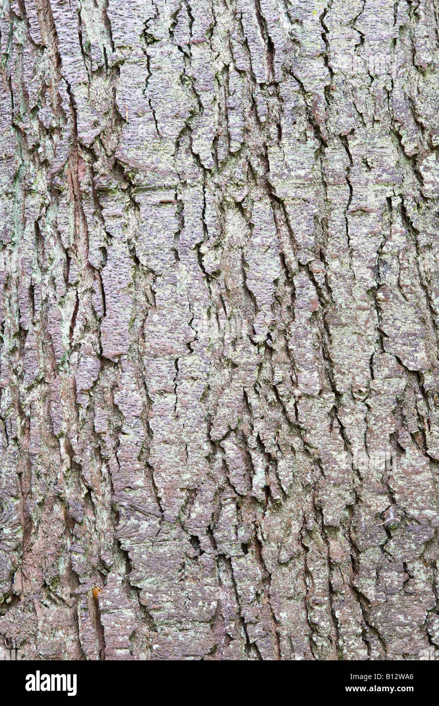 Grand Fir Abies grandis close up of the bark of mature tree growing ...