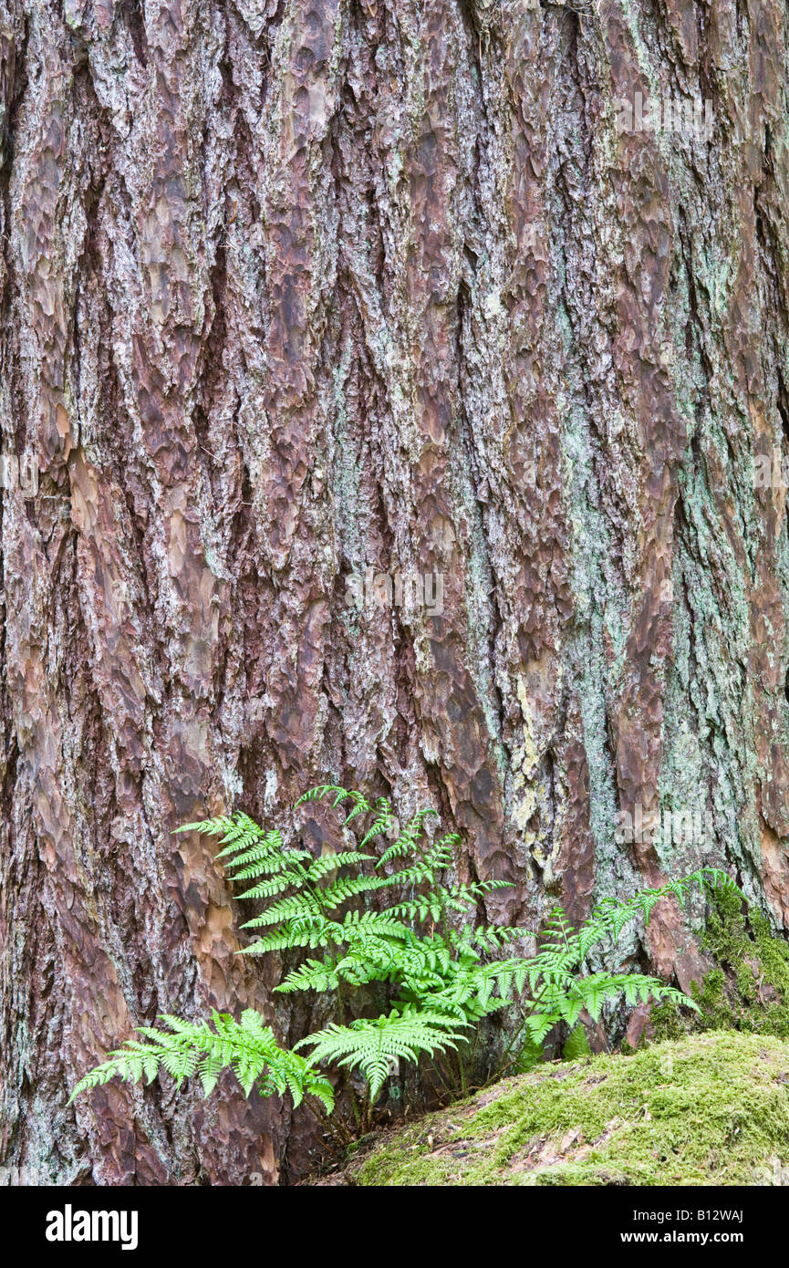 European larch larix decidua hi-res stock photography and images - Alamy