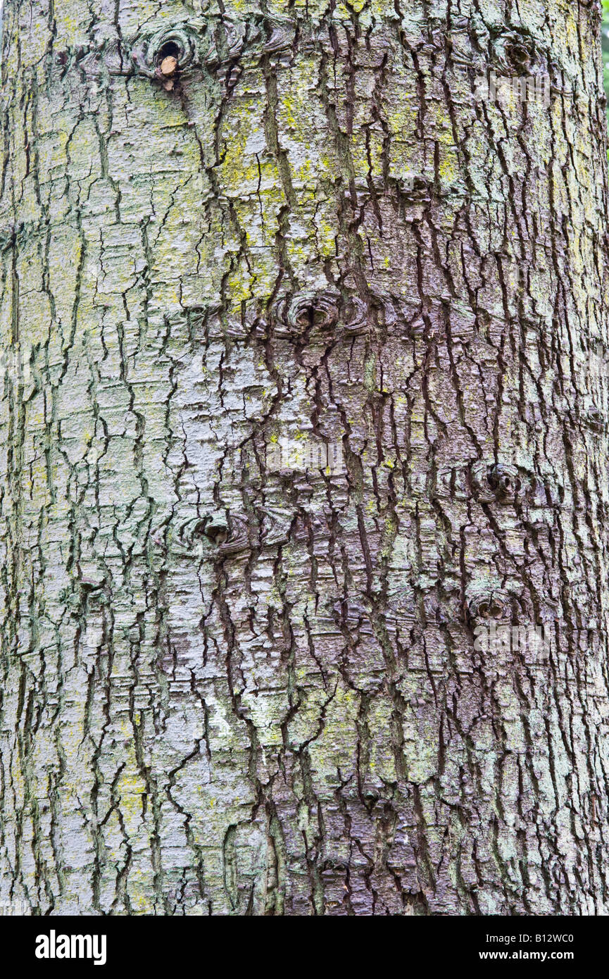Noble Fir Abies procera close up of the bark of old tree Perthshire Big ...