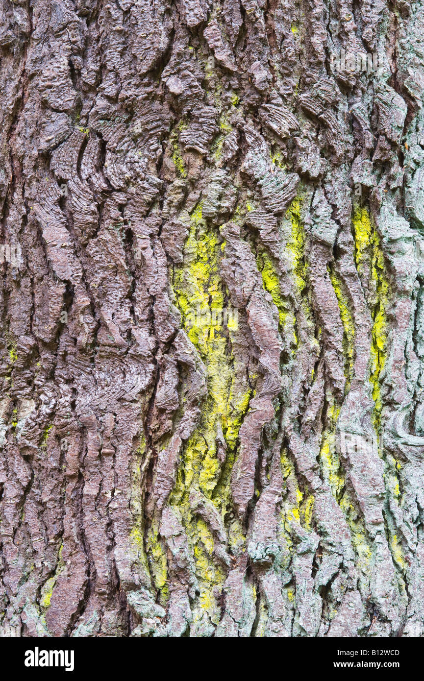 Tree bark close up europe hi-res stock photography and images - Alamy