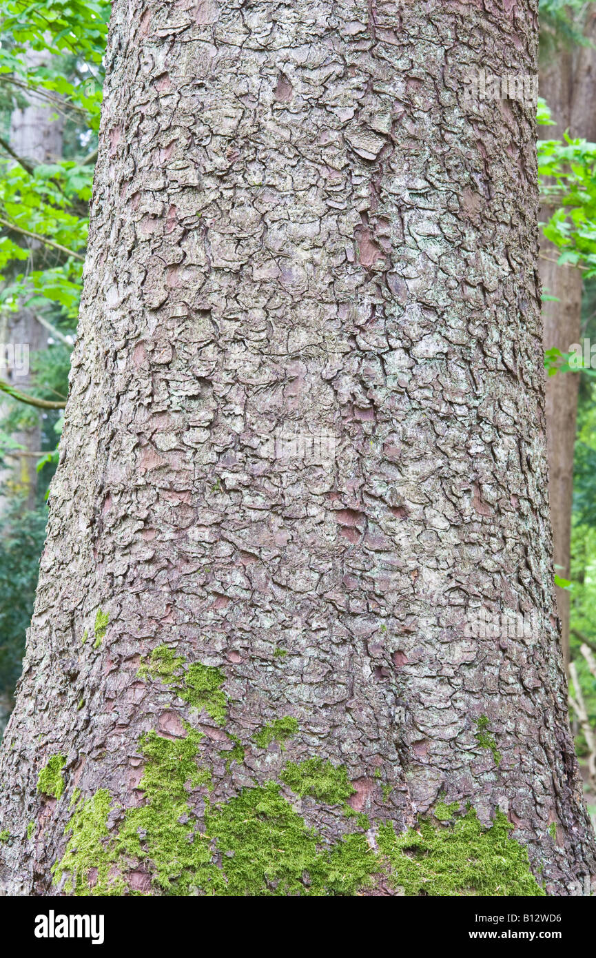 Sitka spruce trees picea sitchensis hi-res stock photography and images ...