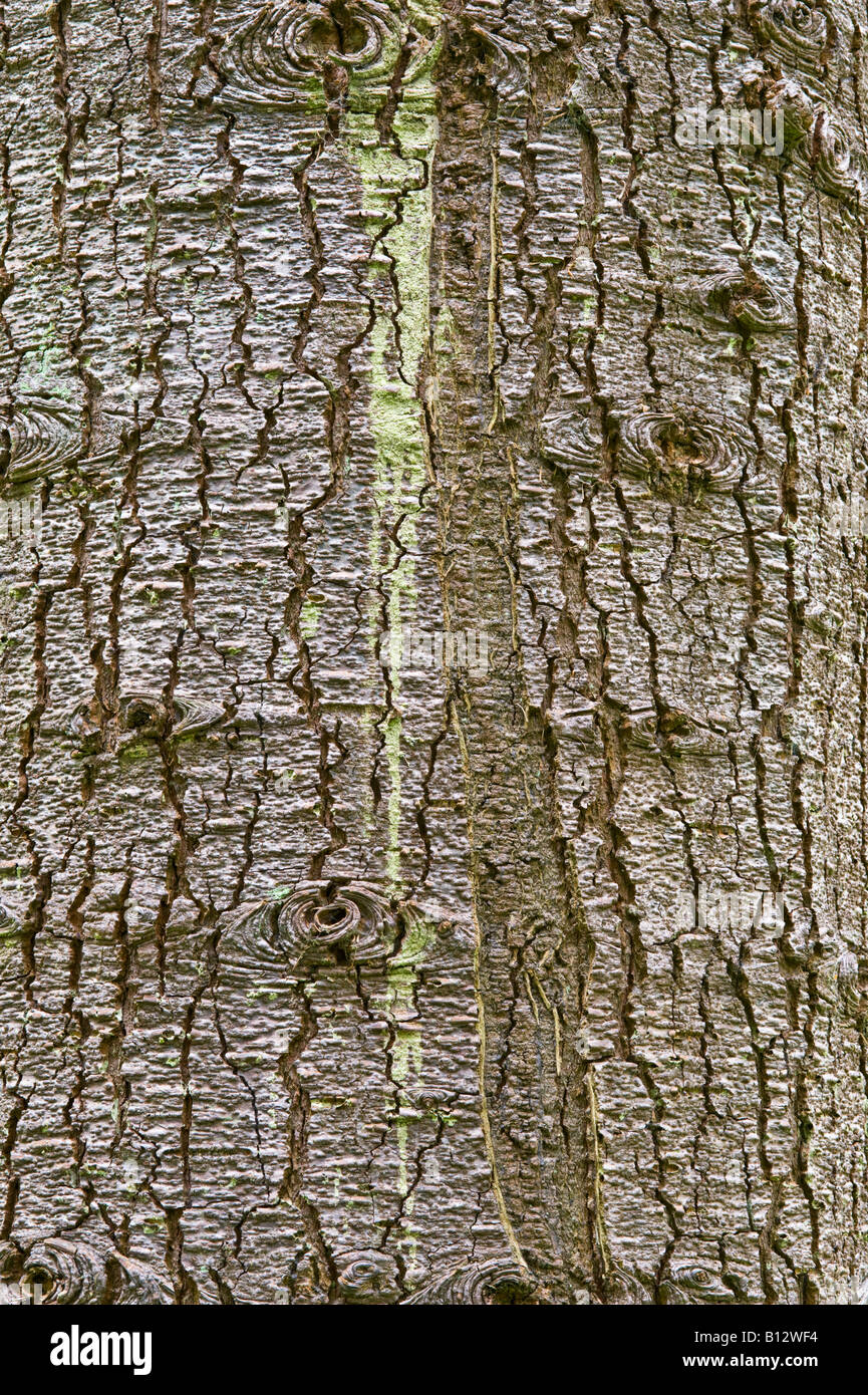 Noble Fir Abies procera close up of the bark of old tree Perthshire Big ...