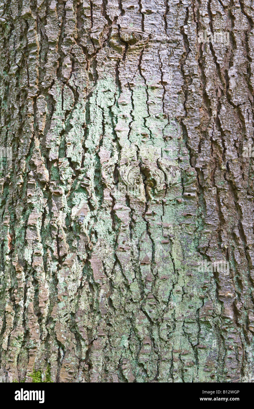 Abies procera uk hi-res stock photography and images - Alamy