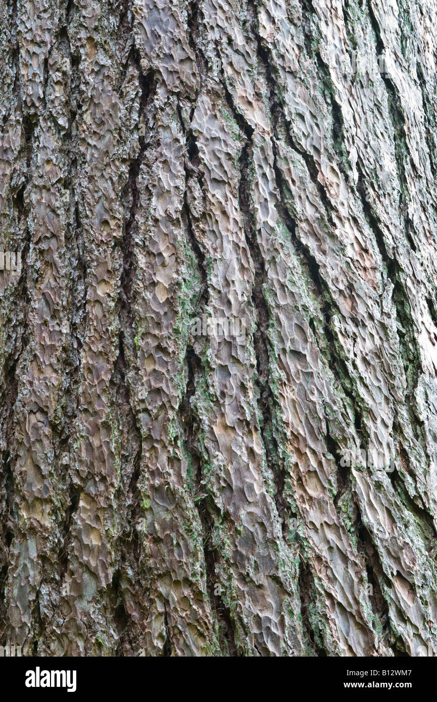 European Larch (Larix decidua) bark close up mature tree Perthshire Big ...