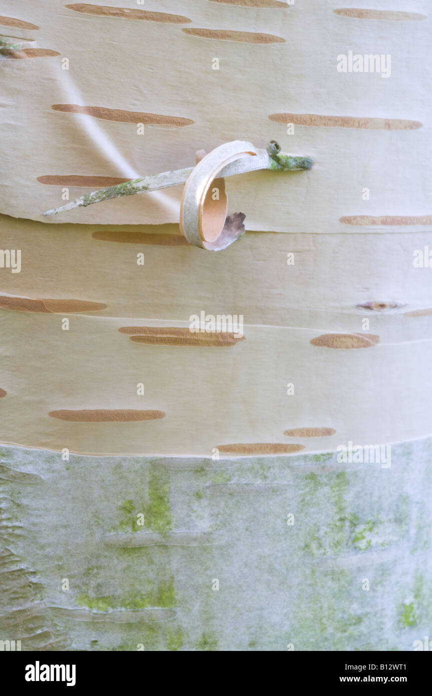 Himalayan birch betula utilis hi-res stock photography and images - Alamy