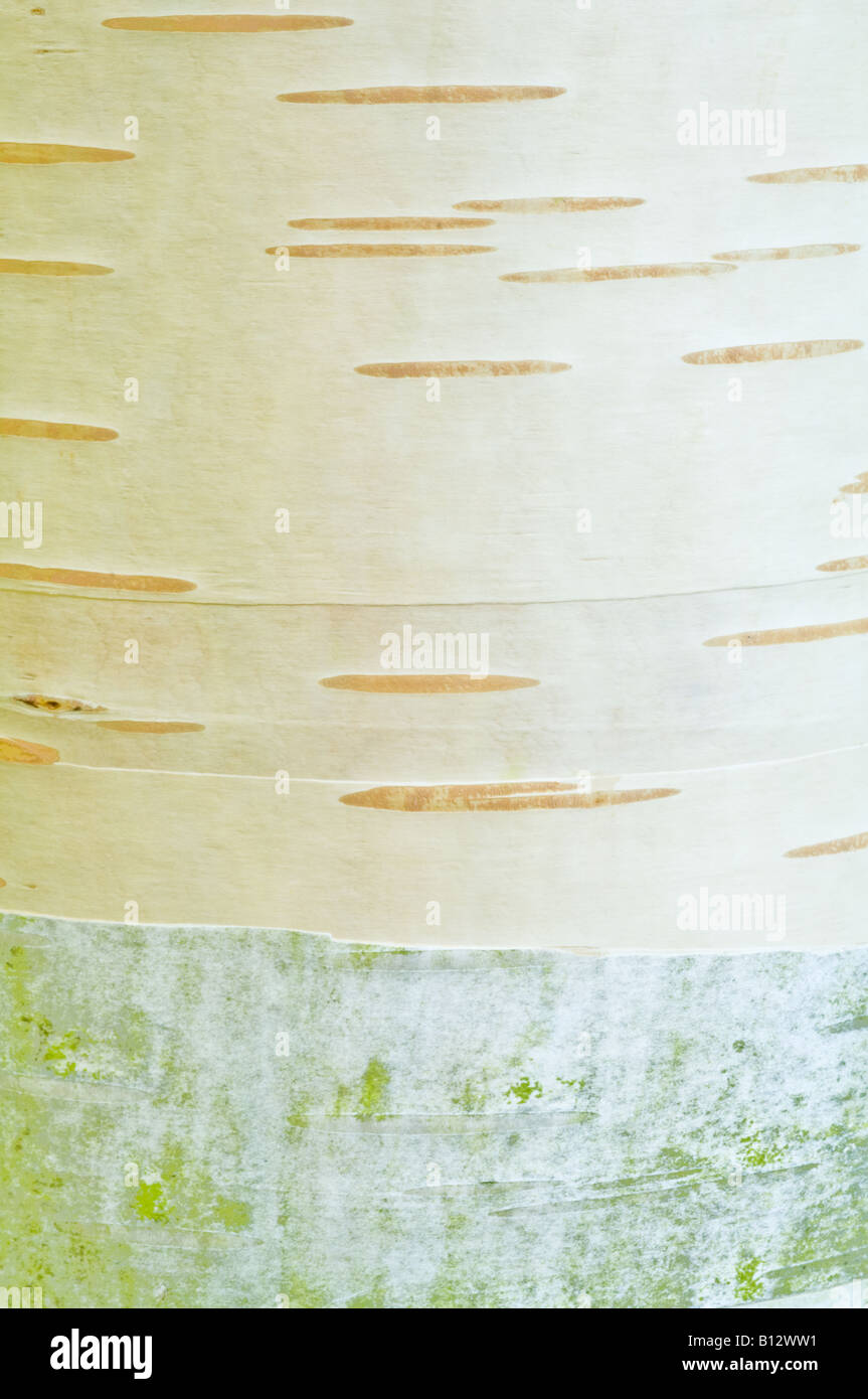 Himalayan birch betula utilis hi-res stock photography and images - Alamy