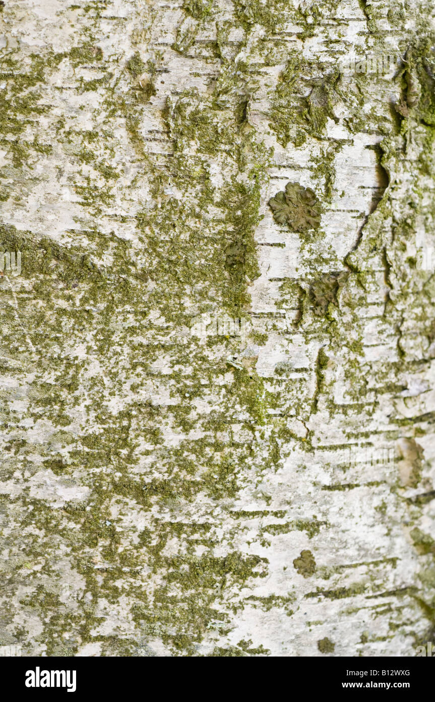 Grey birch hi-res stock photography and images - Alamy