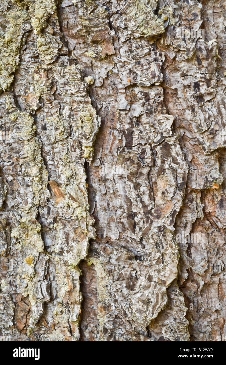 Big cone pine Pinus coulteri close up of bark Perthshire Big Tree ...