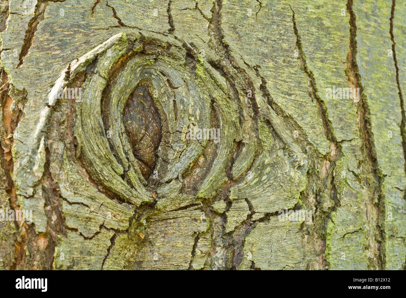 Nothofagus dombeyi hi-res stock photography and images - Alamy