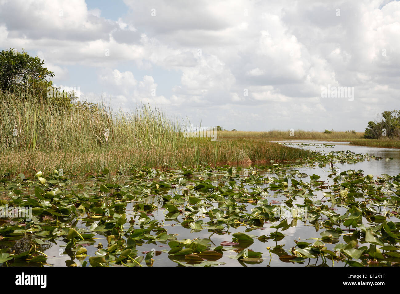 Landscape Everglades, Florida, United States of America Stock Photo - Alamy