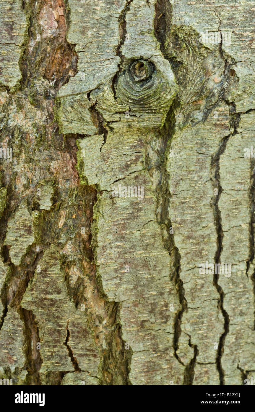 Nothofagus dombeyi hi-res stock photography and images - Alamy