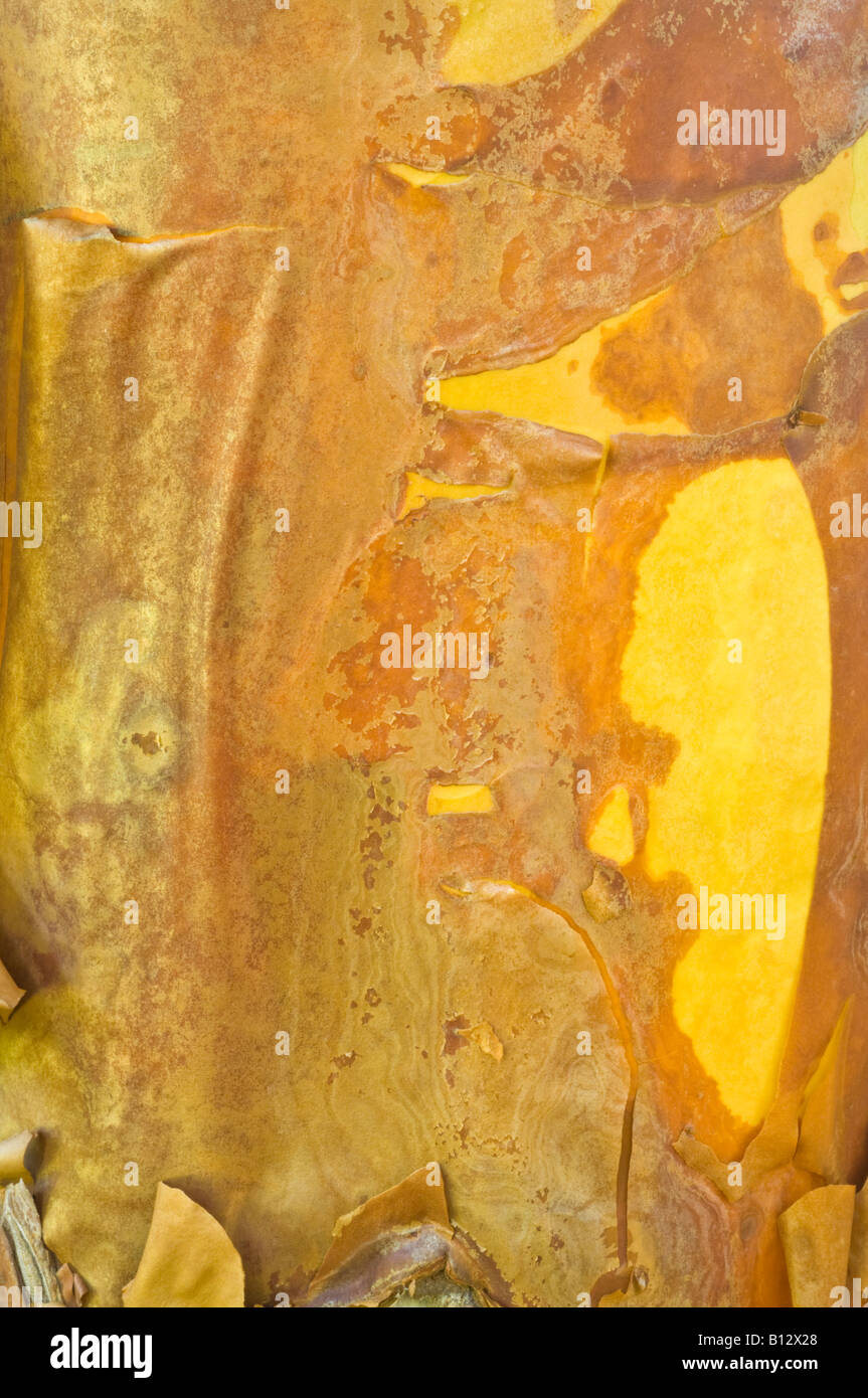 Tabaquillo or Queñoa Polylepis australis close up of bark mature tree ...
