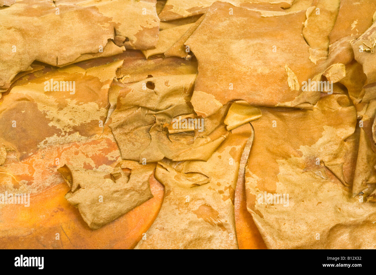 Tabaquillo or Queñoa Polylepis australis close up of bark mature tree ...