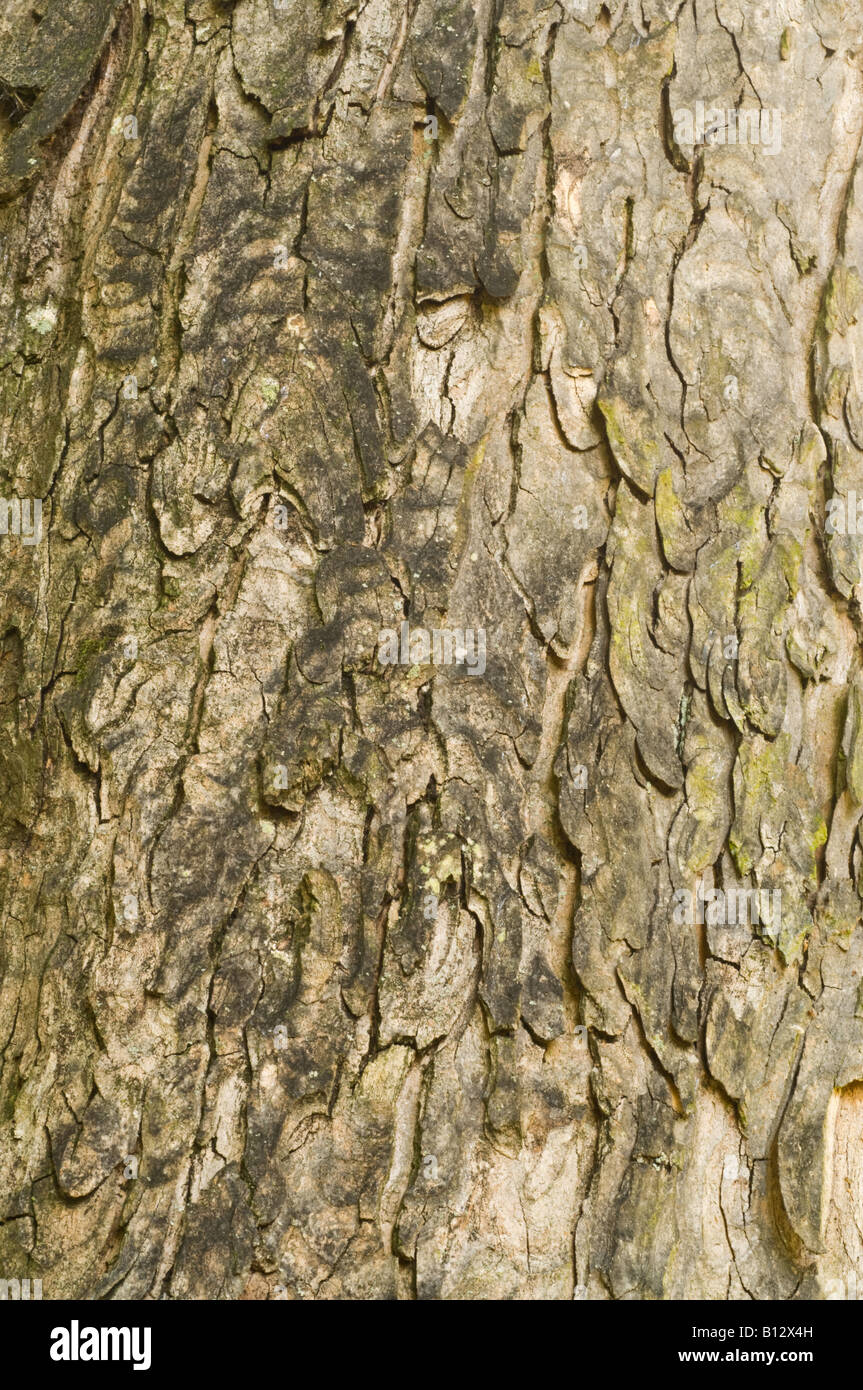 Sycamore Acer pseudoplatanus close up bark mature tree Perthshire Big ...