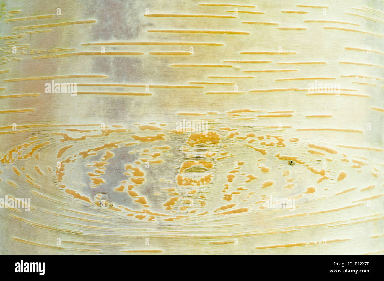Himalayan birch betula utilis hi-res stock photography and images - Alamy