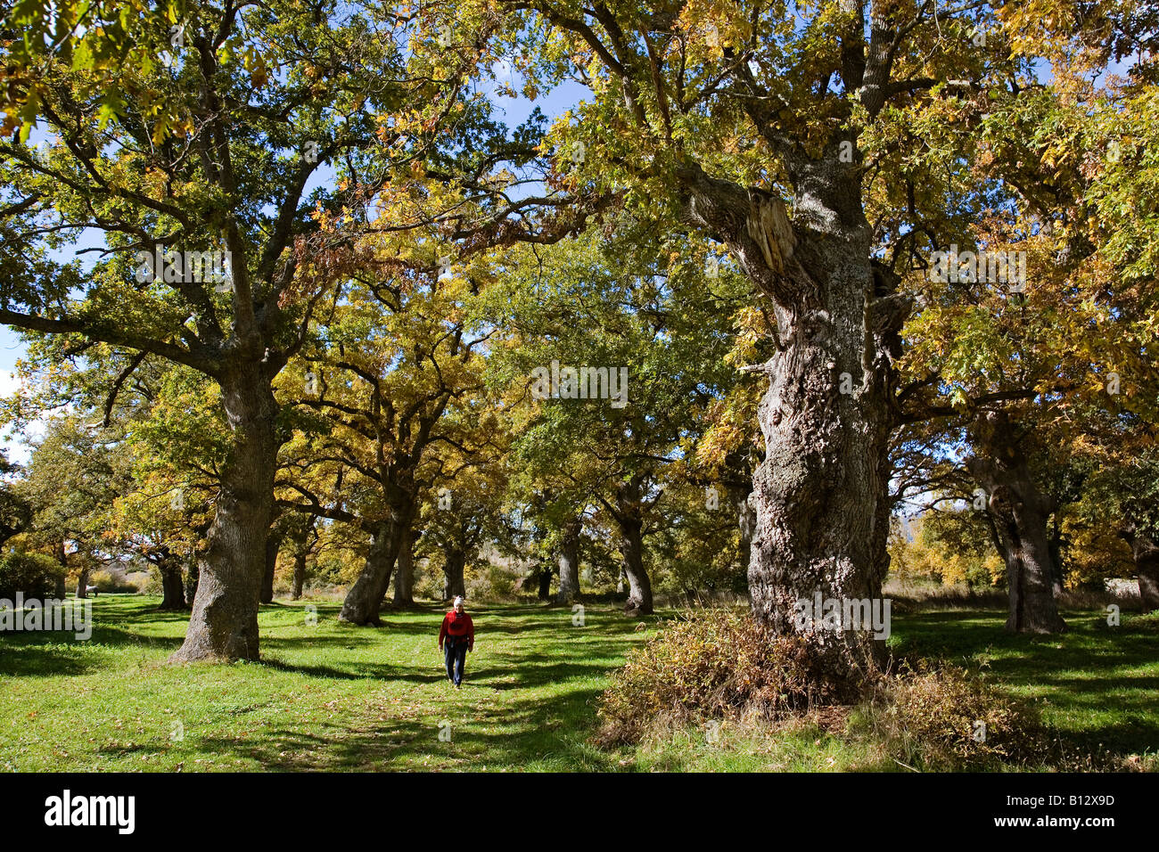 centenarians oak forest burgos castilla leon spain Stock Photo - Alamy