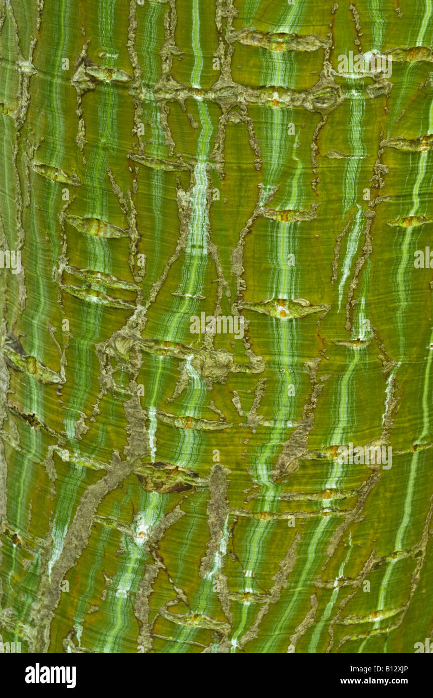 Kyushu Maple or Red Snakebark Maple Acer capillipes close up bark ...