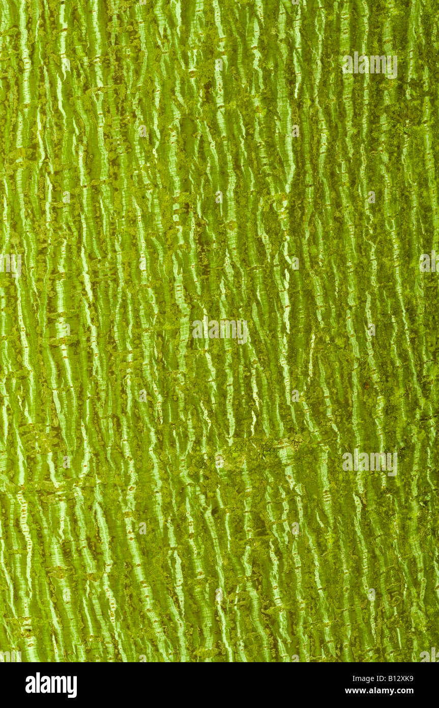 Striped Maple also known as Moosewood and Moose Maple Acer ...