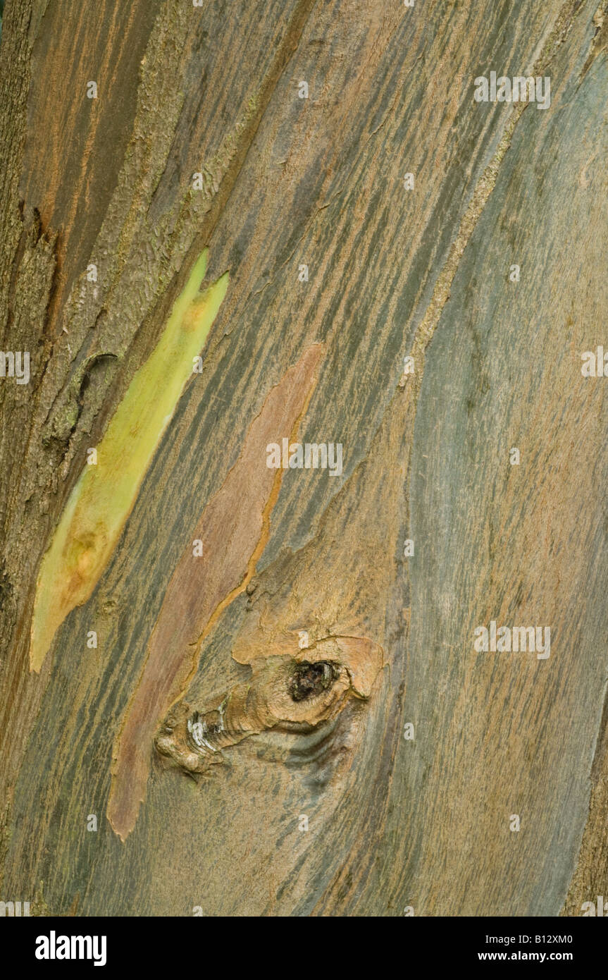 Spinning Gum Eucalyptus perriniana close up bark mature tree Perthshire ...