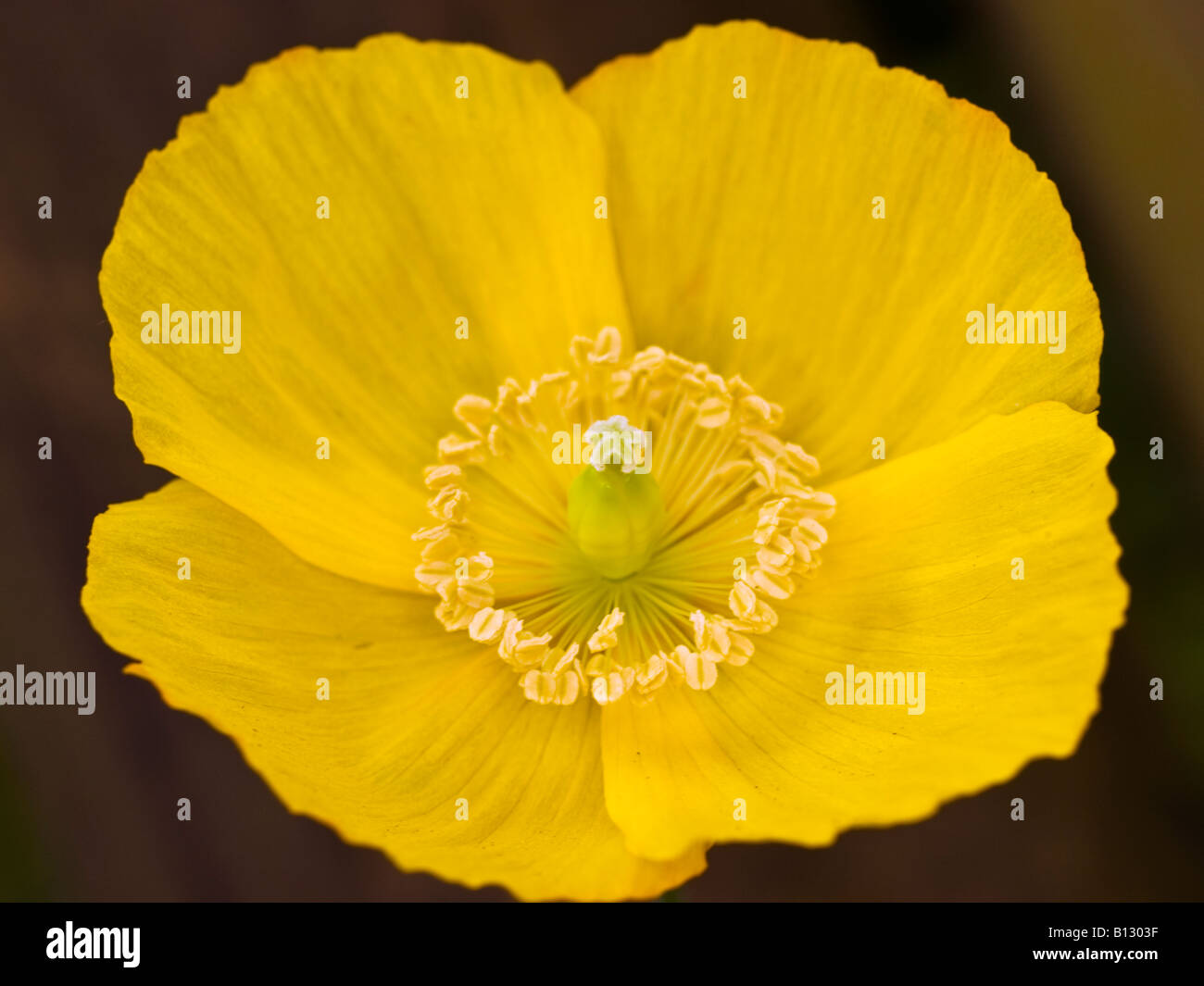 Welsh Poppy Meconopsis cambrica (Papaveraceae Stock Photo - Alamy