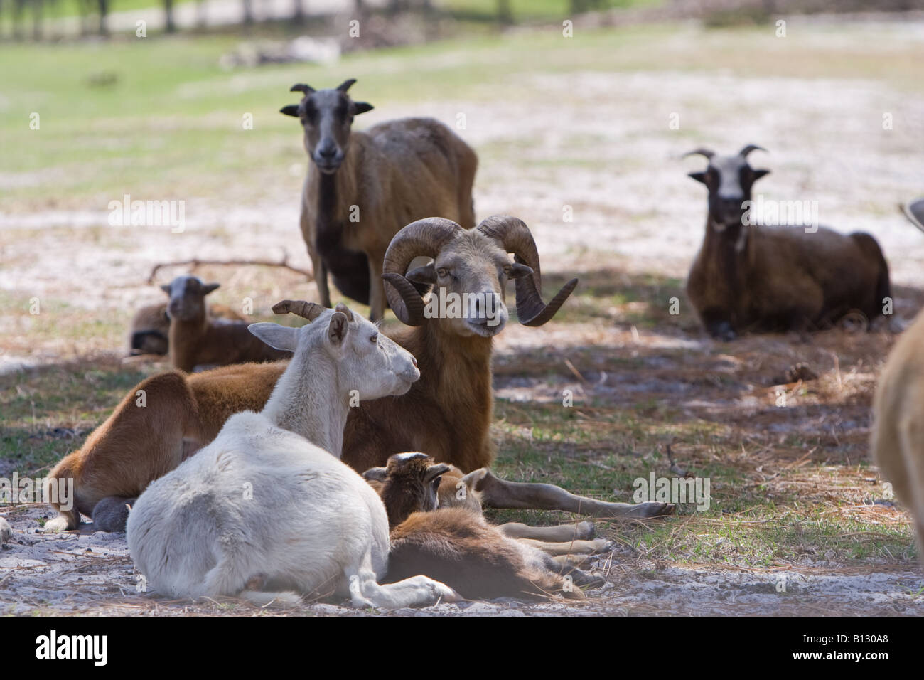 Rural pen hi-res stock photography and images - Alamy