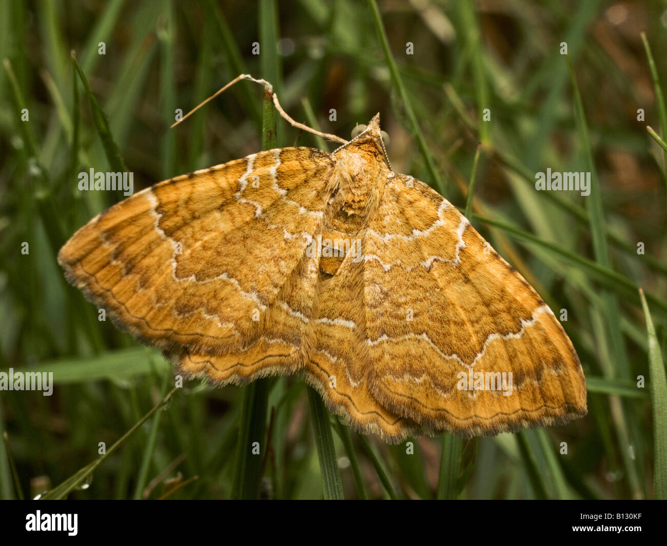Yellow shell moth hi-res stock photography and images - Alamy