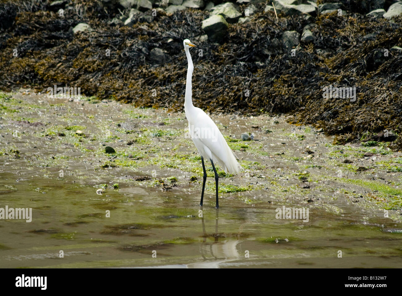 A Great Egret is seen in an inlet in Atlantic City, New Jersey Stock ...