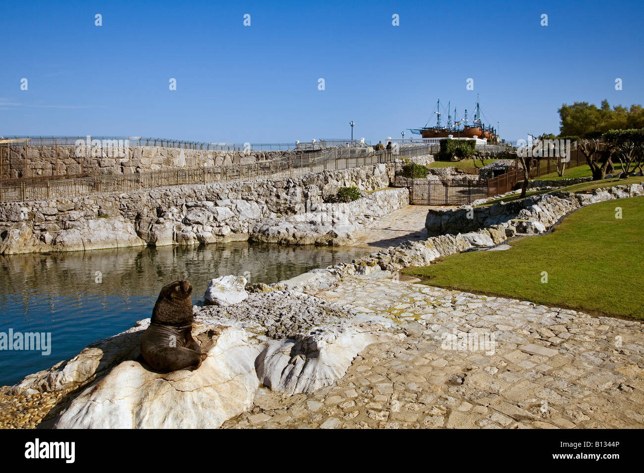 seal in the zoo of the peninsula magdalena Santander Cantabria spain ...