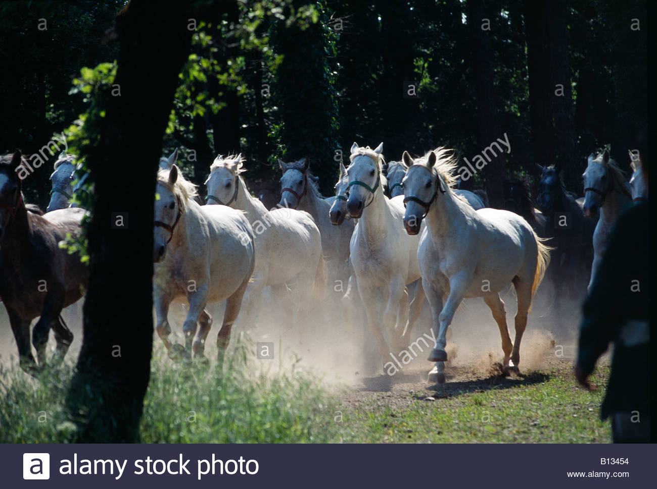 Lipizzaner Horses Slovenia High Resolution Stock Photography and Images - Alamy