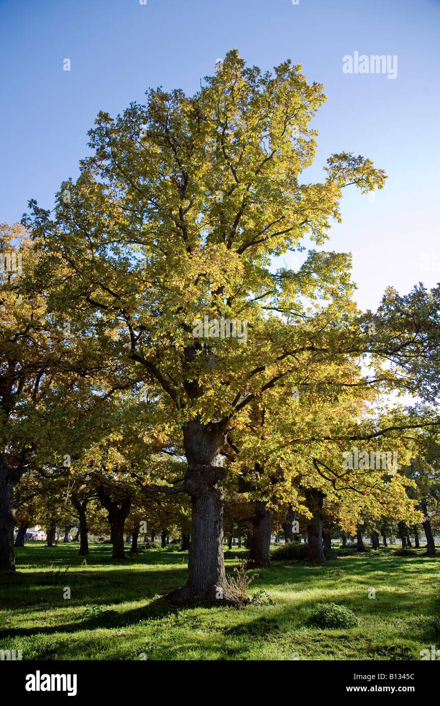 centenarians oak forest burgos castilla leon spain Stock Photo - Alamy