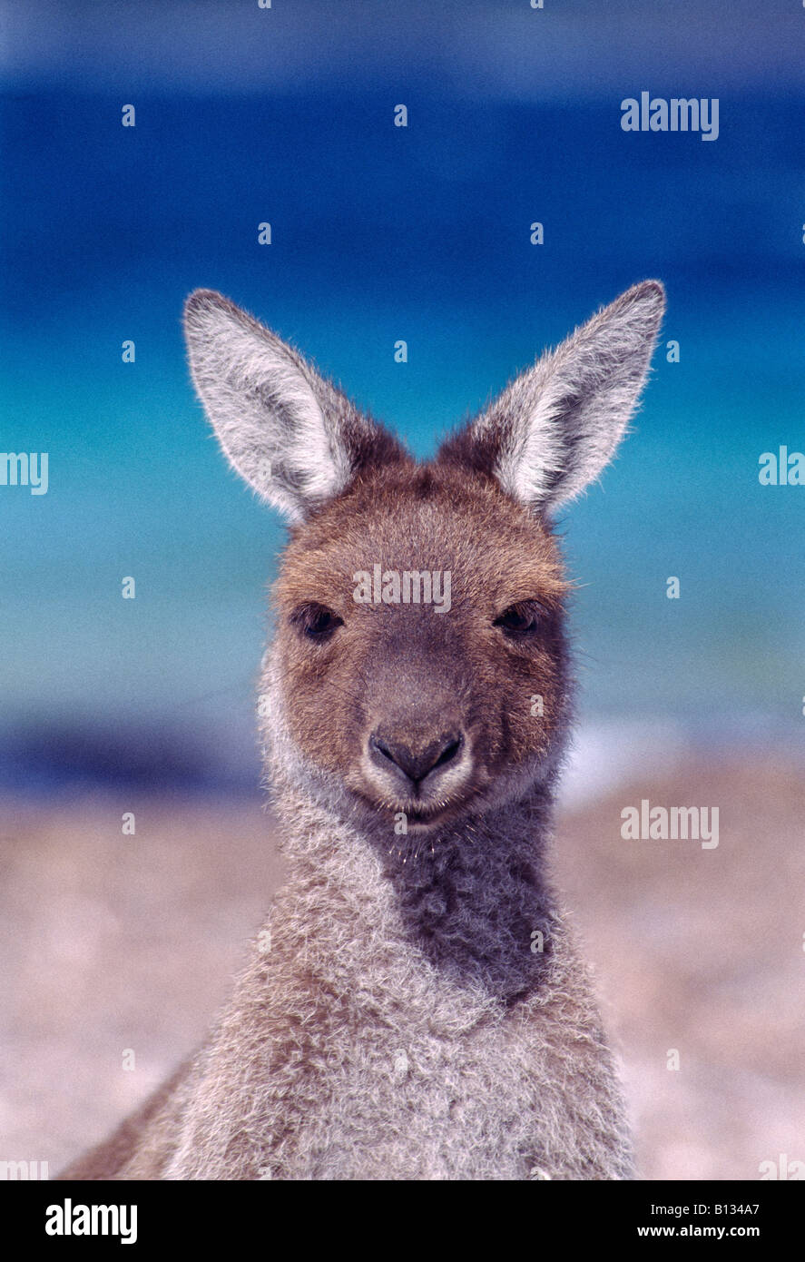 Cape Le Grande, Close-Up Of Kangaroo Stock Photo - Alamy