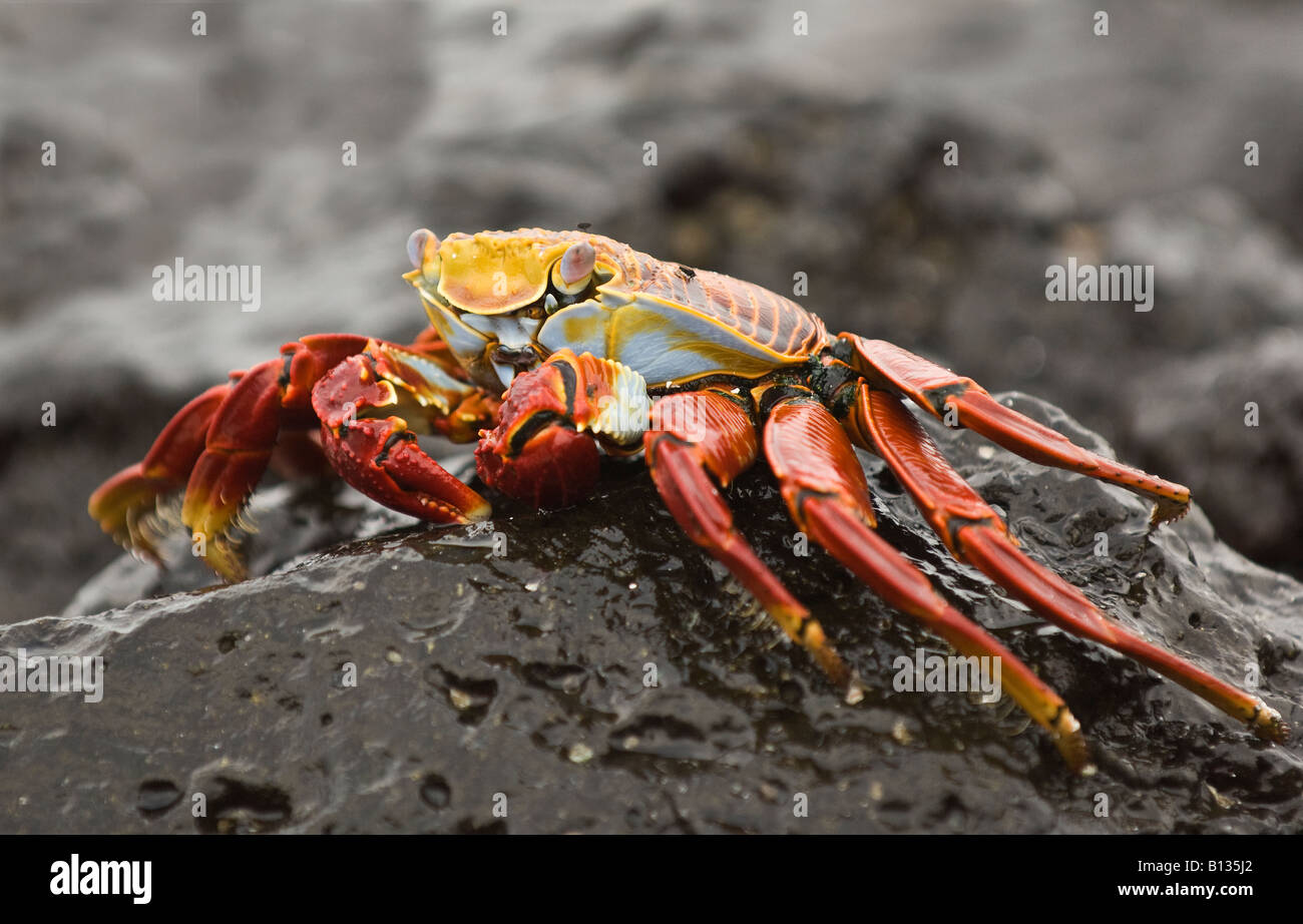 Grapsu hi-res stock photography and images - Alamy