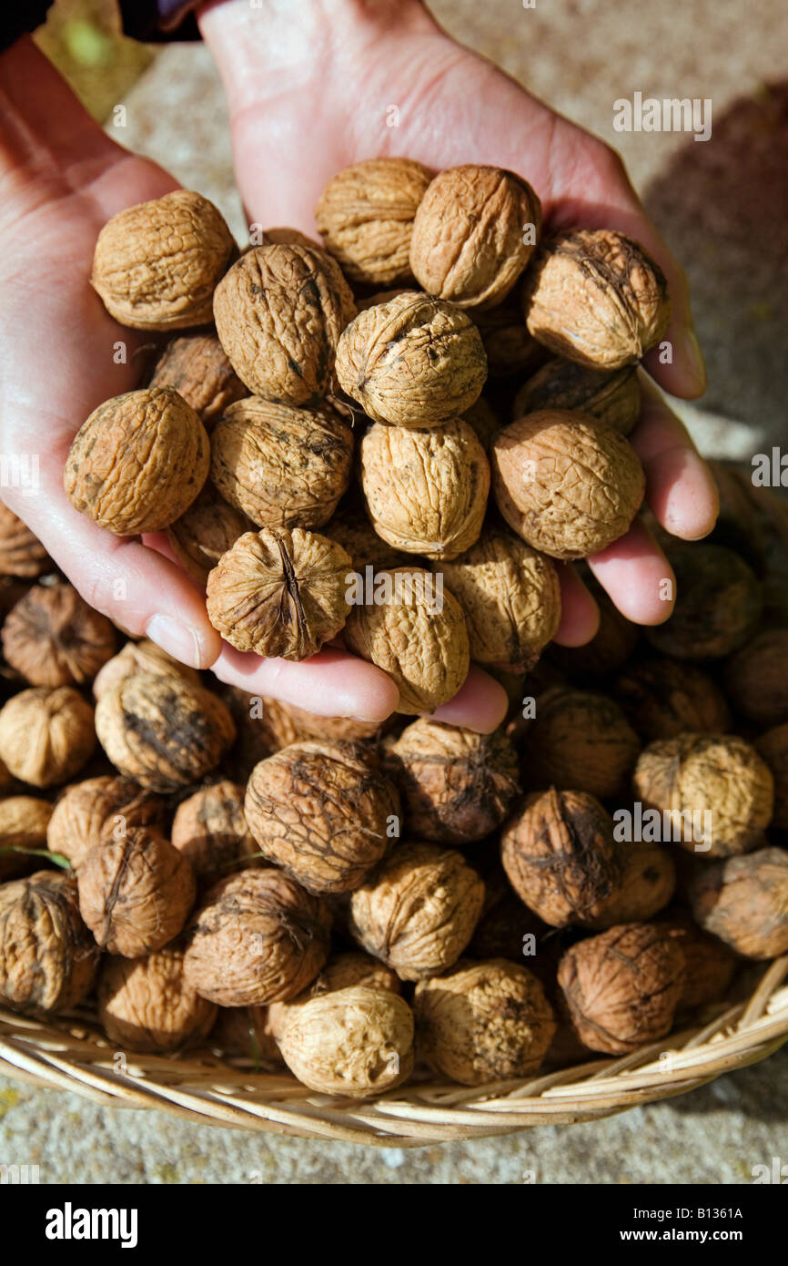 Walnuts in hands Stock Photo - Alamy