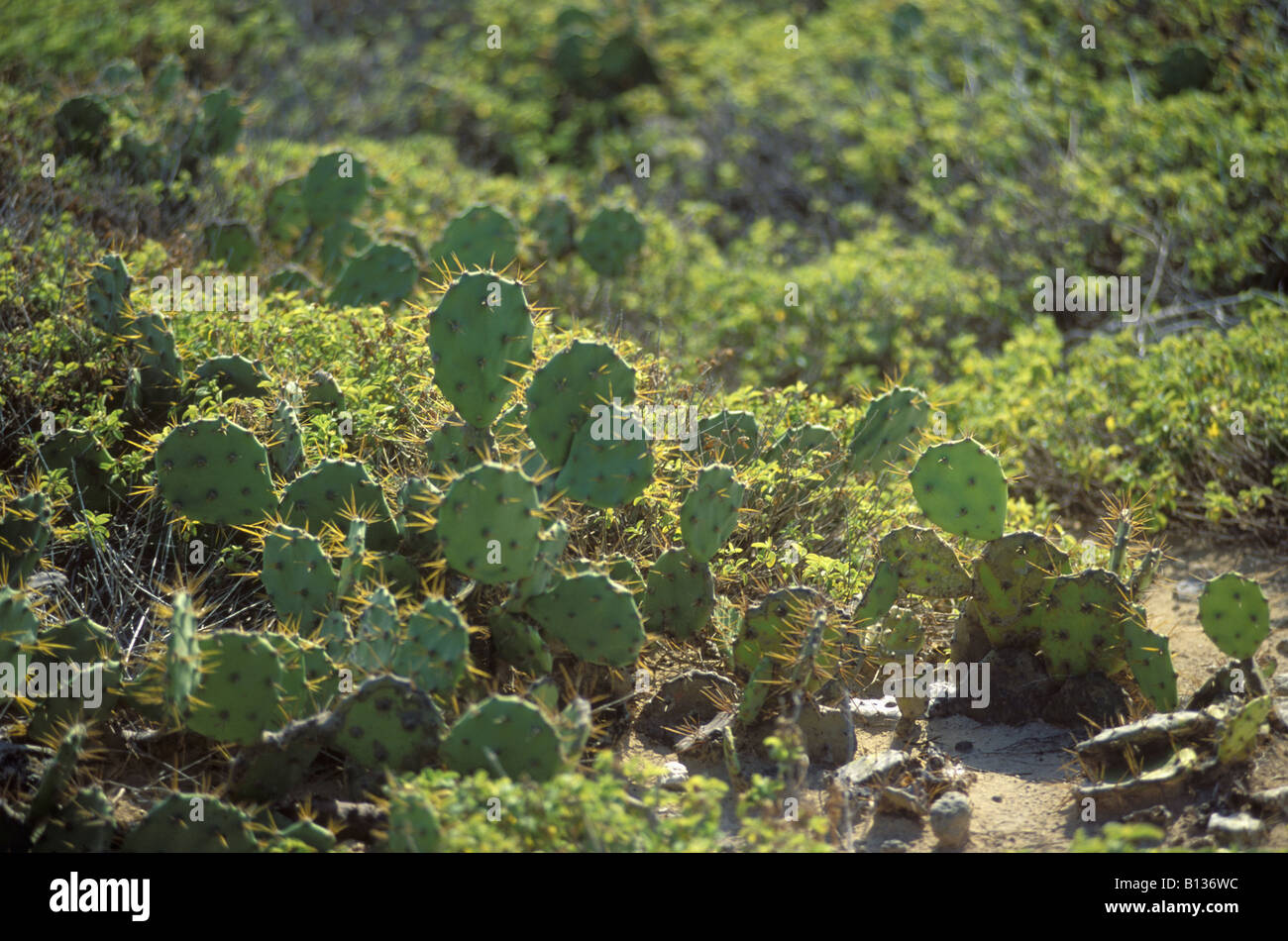 Assorted wild cactus and bushes in the hot Aruba sun Stock Photo - Alamy