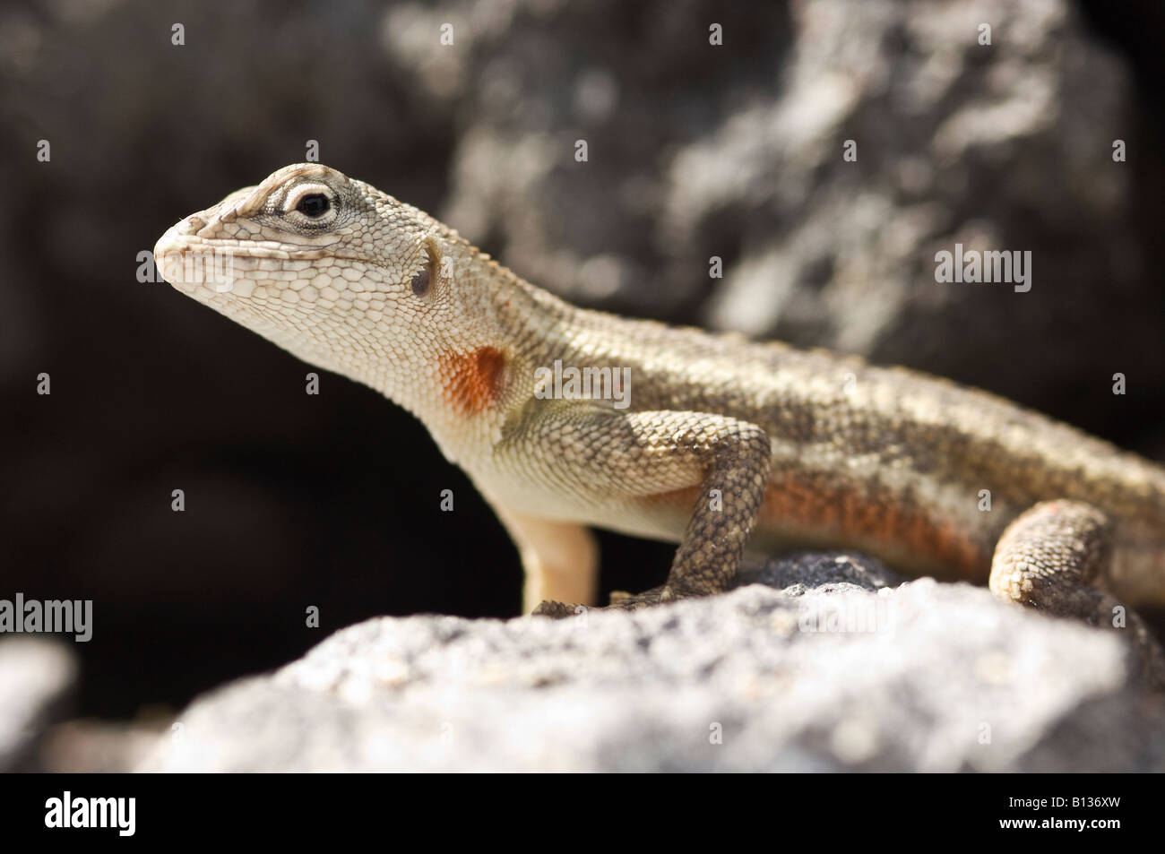 Female lava lizard hi-res stock photography and images - Alamy