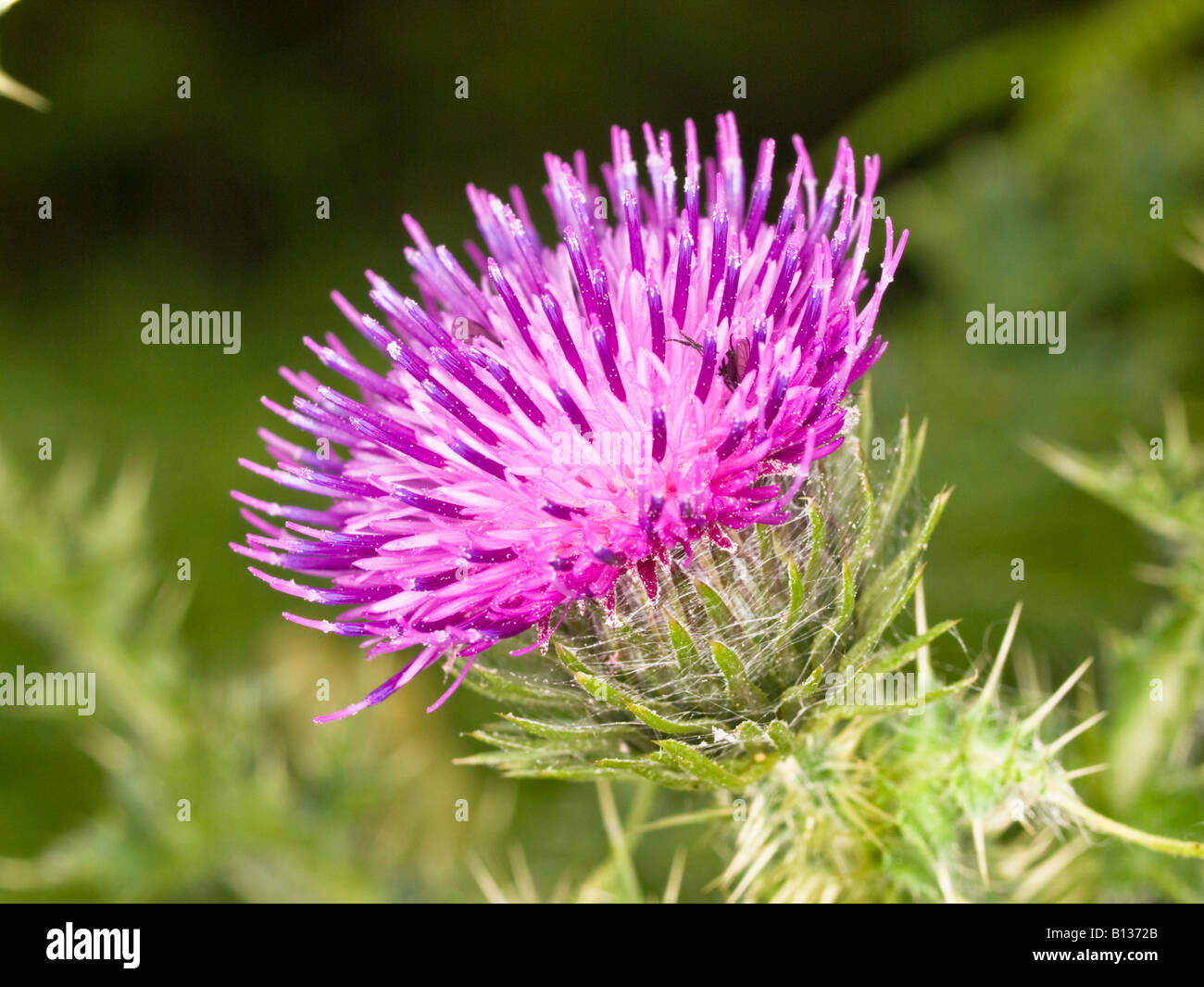 Welted Thistle Carduus crispus (Asteraceae Stock Photo - Alamy