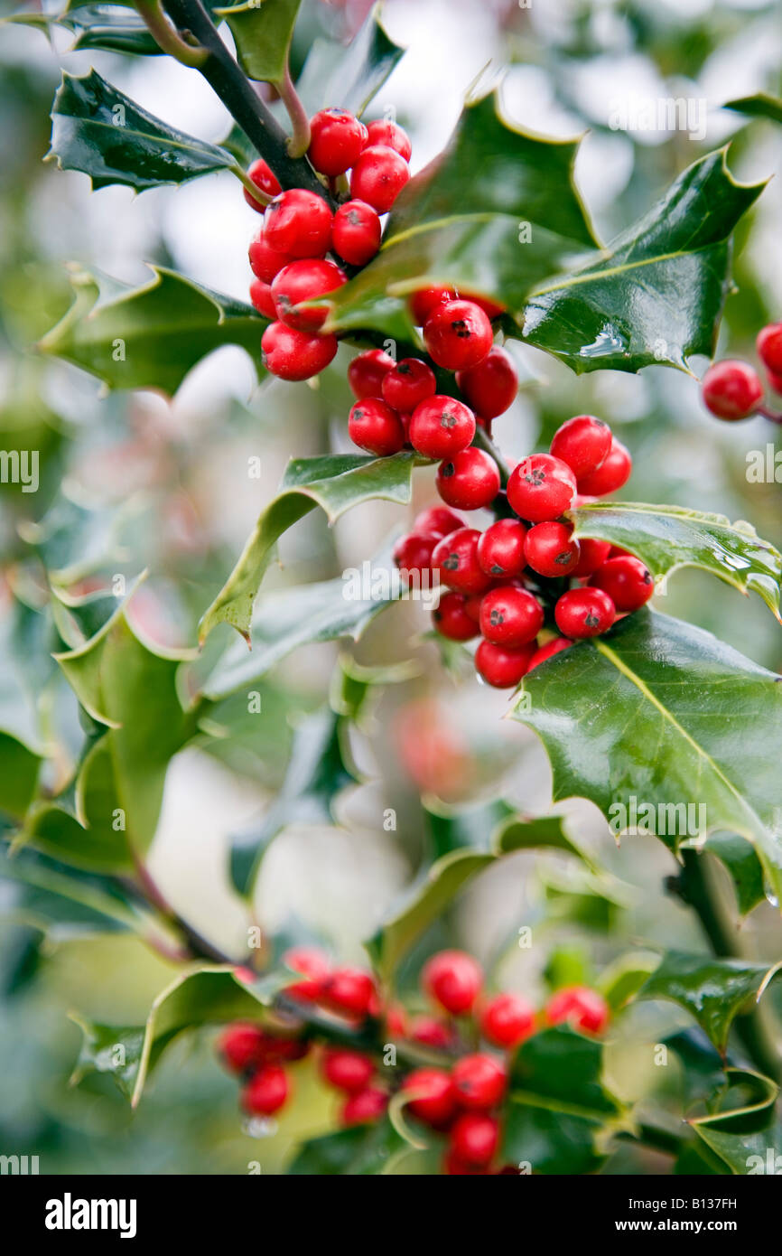 Berries and Leaves of Holly Tree. Ilex aquifolium. Natural Park Basque ...