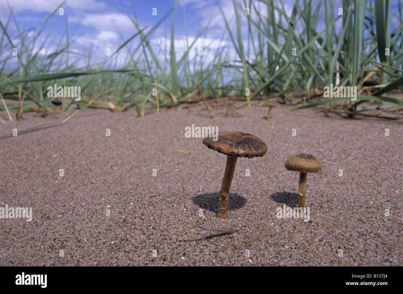 Dune Fungi High Resolution Stock Photography and Images - Alamy