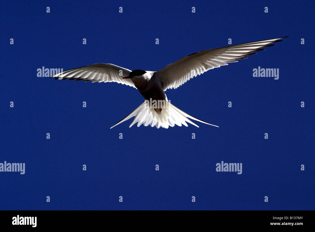 Sterna paradisaea migration hi-res stock photography and images - Alamy