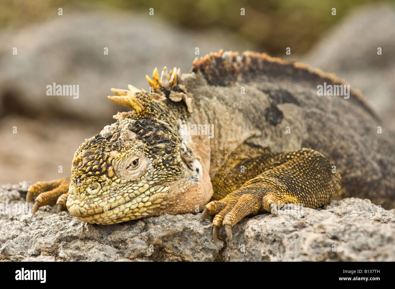 Male Land Iguana in breeding colours Stock Photo - Alamy