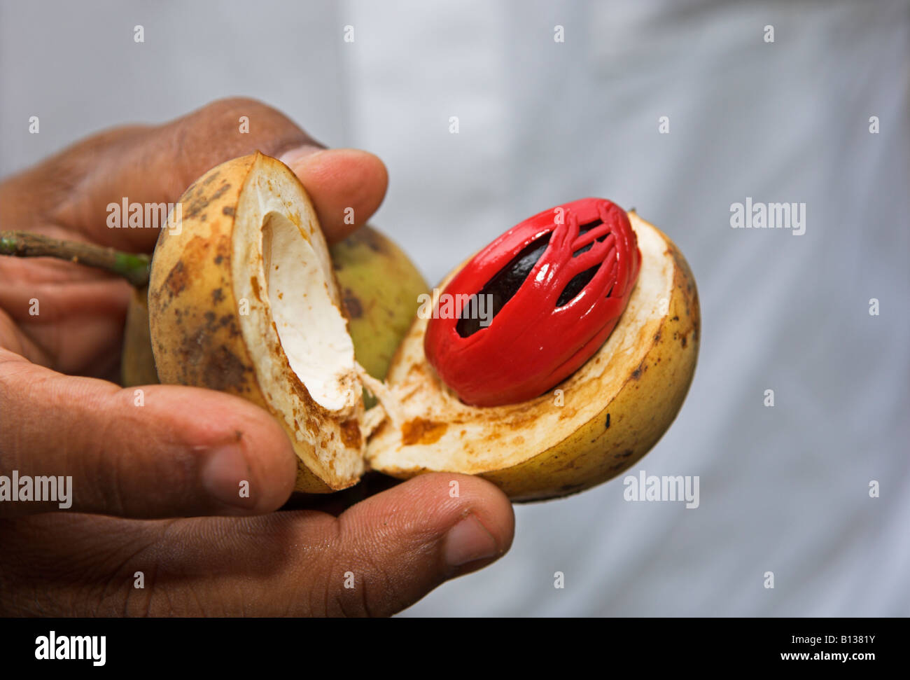 Fresh opened nutmeg pod held in hand showing the nutmeg seed and ...