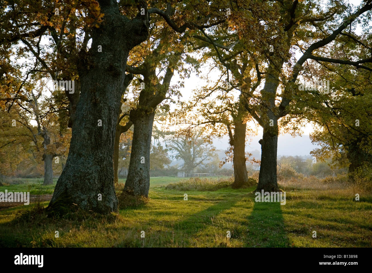 centenarians oak forest burgos castilla leon spain Stock Photo - Alamy