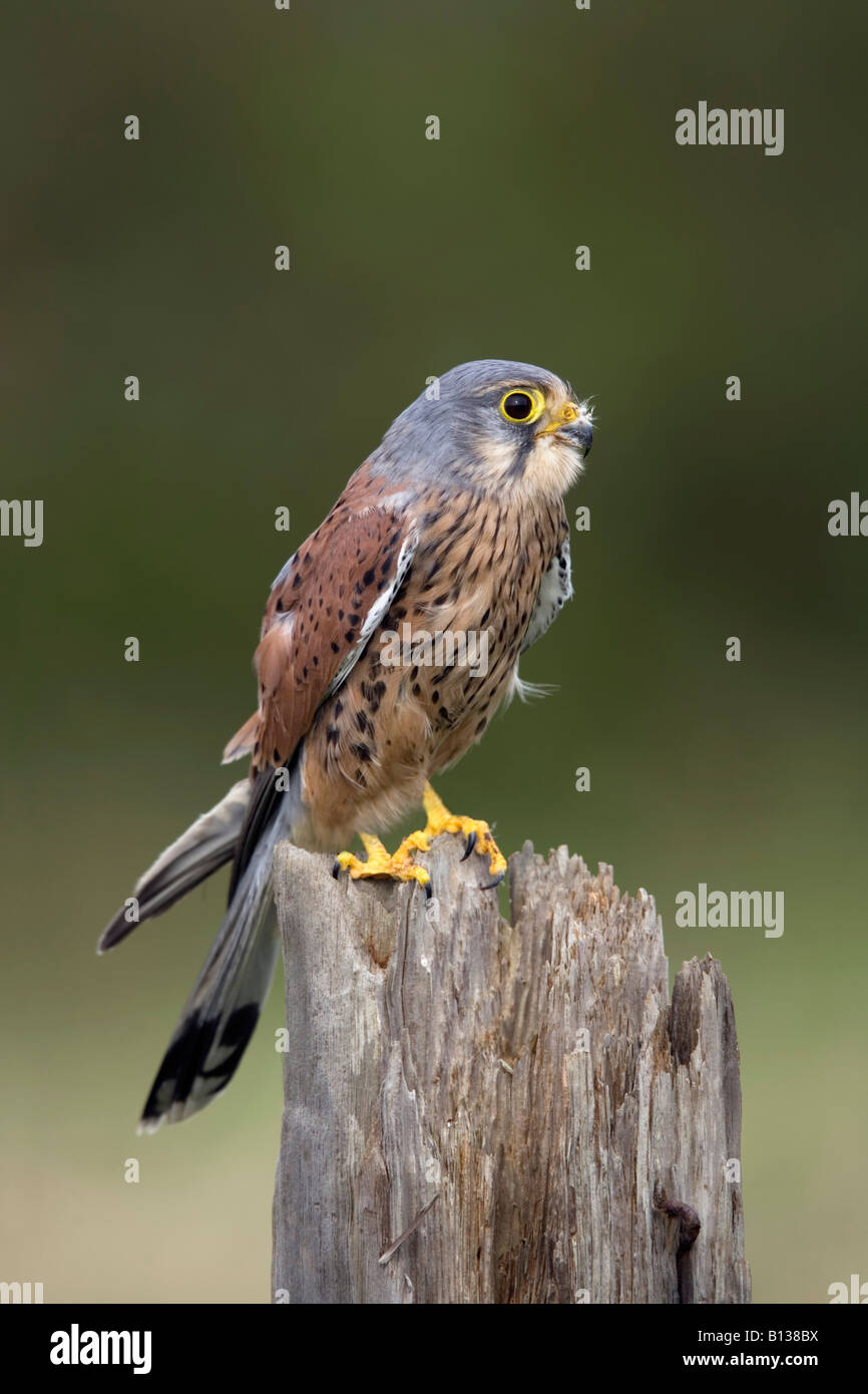 kestrel Falco tinnunculus male perched Stock Photo - Alamy