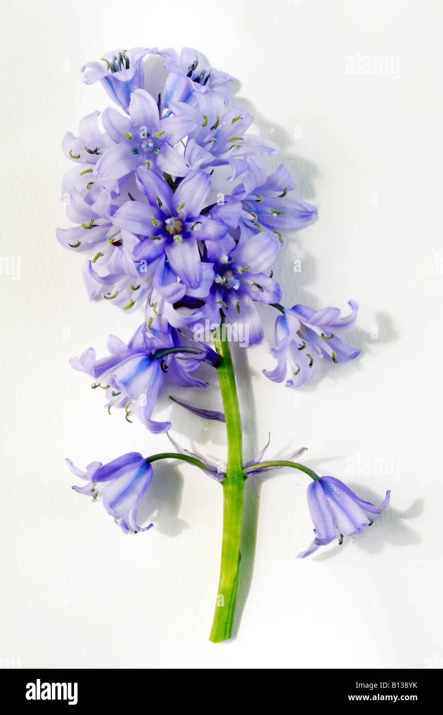 STEM OF BLUEBELLS Stock Photo - Alamy