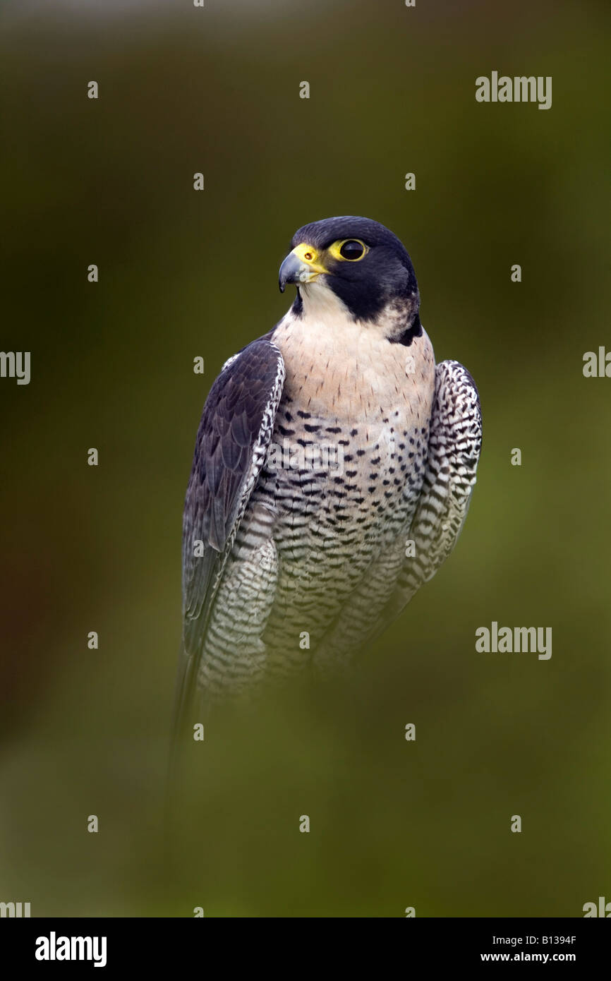 peregrine Falco peregrinus male Stock Photo - Alamy