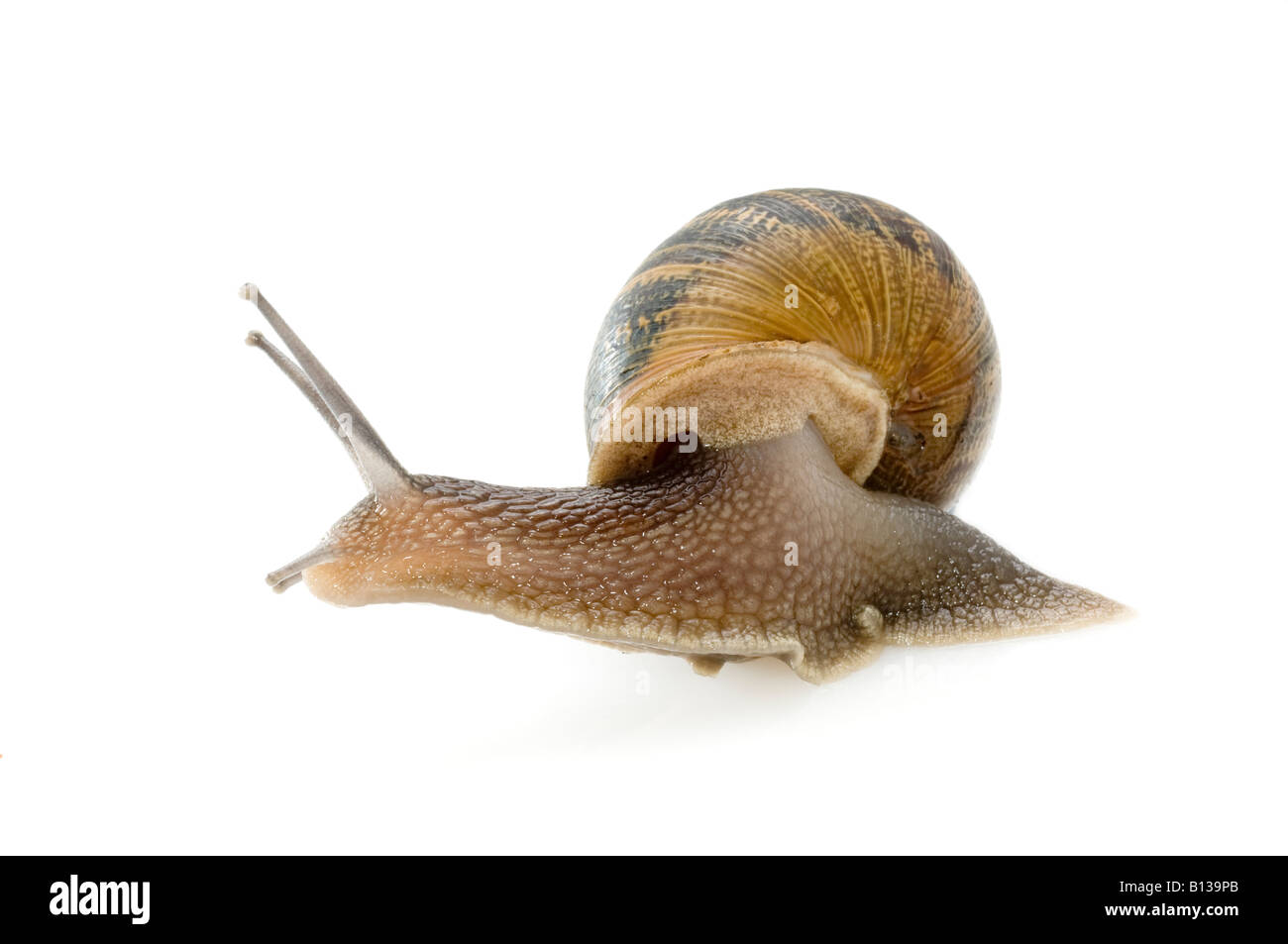 Common garden snail Stock Photo - Alamy