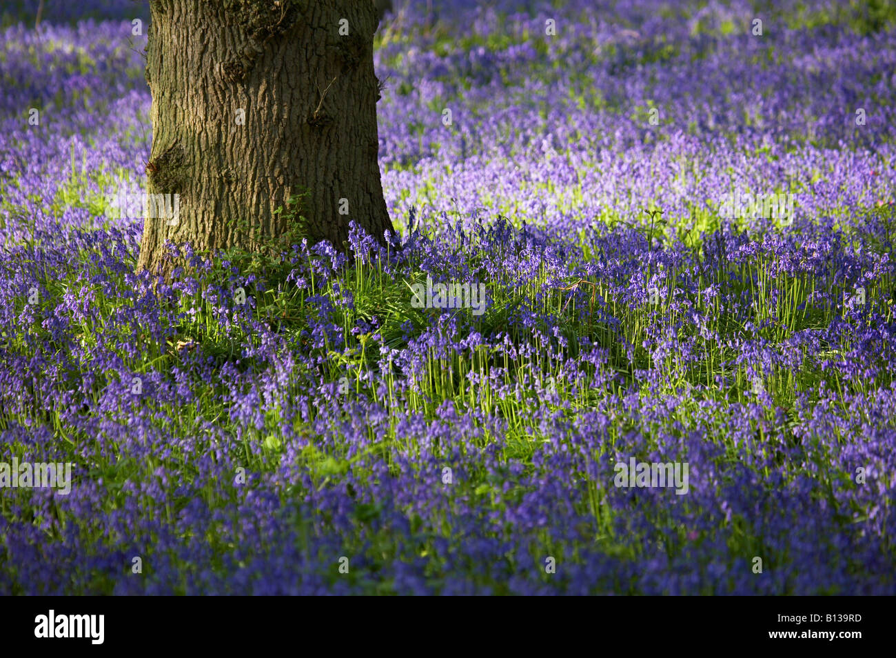 Wild Bluebells and tree trunk in the Norfolk countryside Stock Photo ...