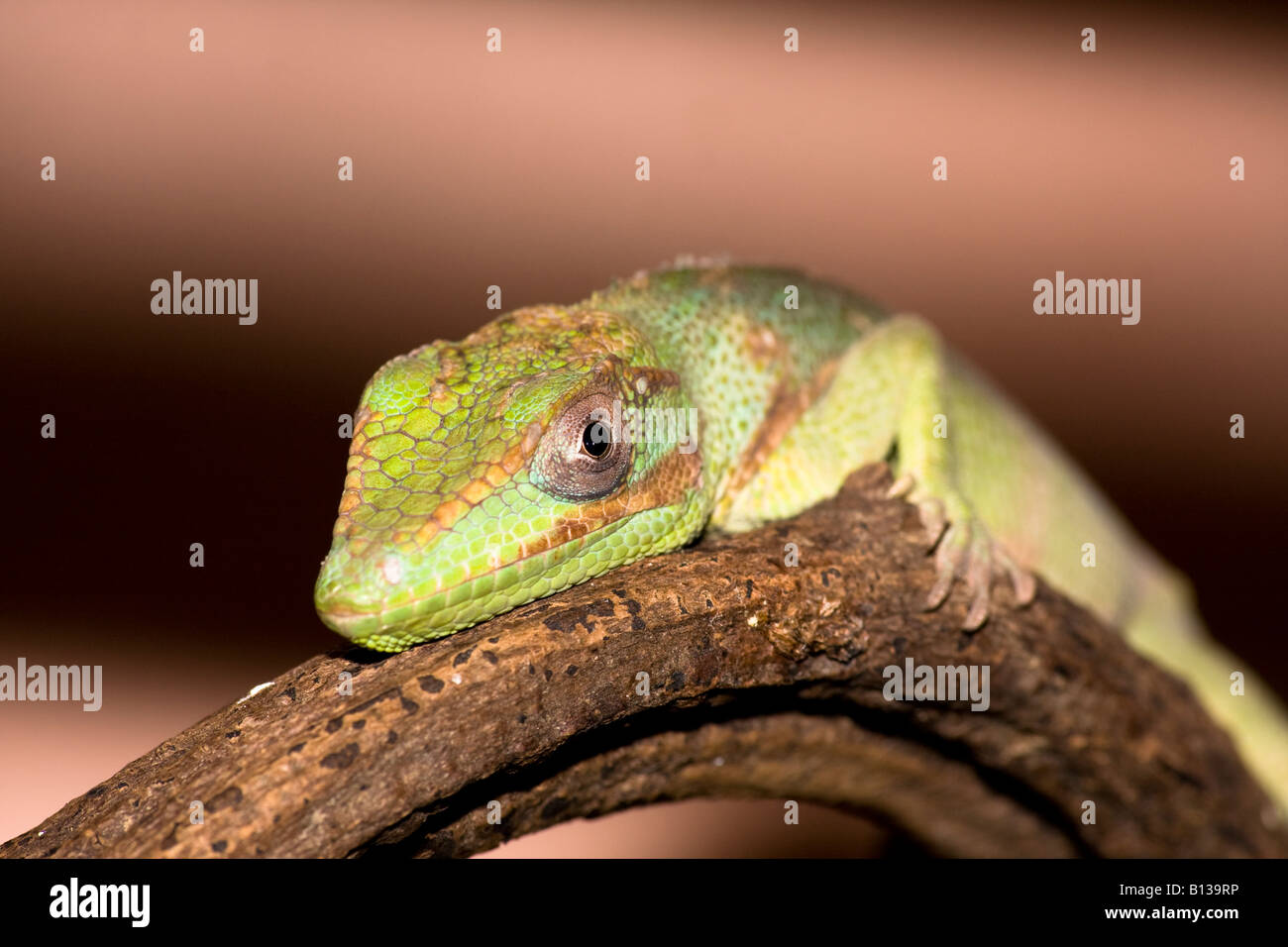 Cuban Knight Anole Stock Photos & Cuban Knight Anole Stock Images - Alamy