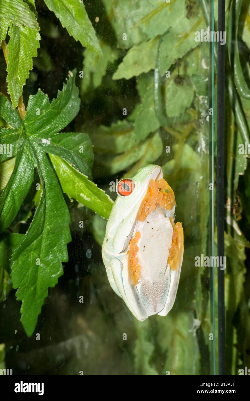 Red Eyed tree frog in Vivarium Stock Photo - Alamy
