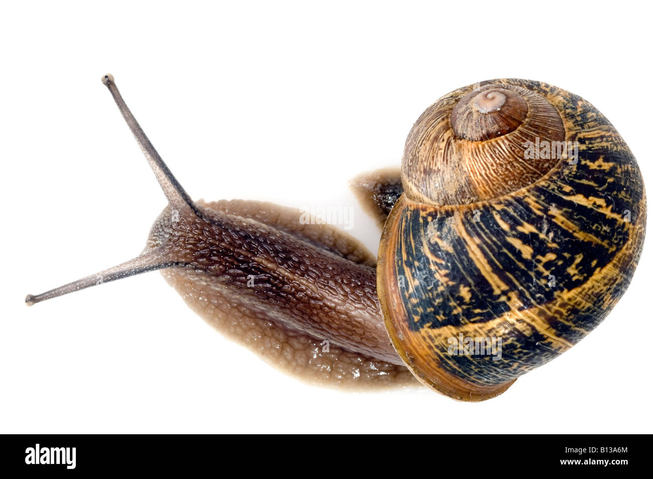 Common garden snail Stock Photo - Alamy